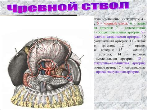 Кровеносная система человека - презентация онлайн