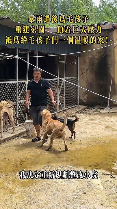 小院災後重建開銷如流水，兩隻狗狗又同時住院，我們要如何堅守！ Youtube