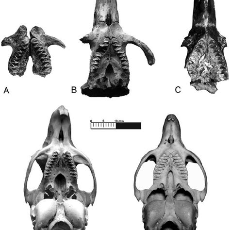 Palatal Views Of Galea A Galea Aff G Tixiensis Ctes Pz 7471 B