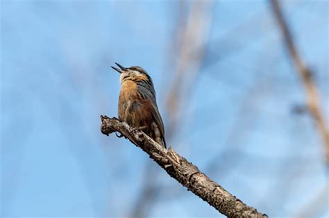 와 유라시아 Nuthatch 노래 푸른 하늘에 대 한 나뭇가지에 부리를 열으십시오 0명에 대한 스톡 사진 및 기타 이미지 0