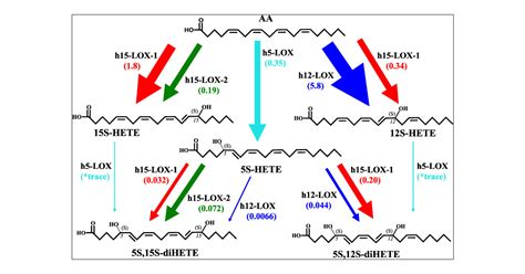 Role Of Human 15 Lipoxygenase 2 In The Biosynthesis Of The Lipoxin