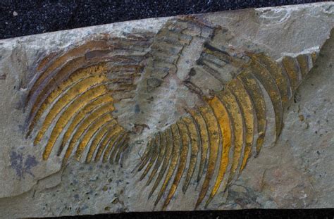 Fossils Of The United States — Earth Home