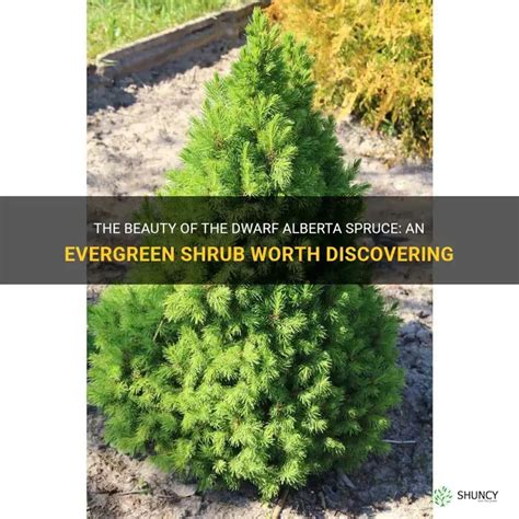 The Beauty Of The Dwarf Alberta Spruce An Evergreen Shrub Worth