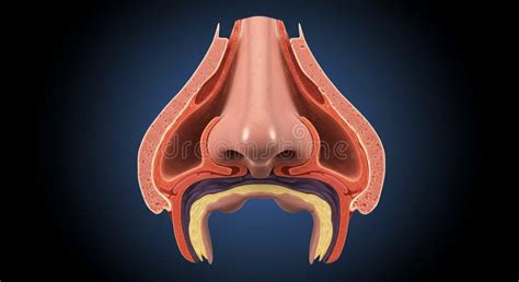 Human Nose Anatomy
