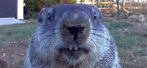 All About Oceanside Groundhogs And Their Reproduction Habits Watch Out