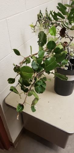 Plant List 3 Large And Medium Deciduous Trees Ii Flashcards Quizlet