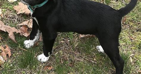 Loki 10 Week Lab Mix Album On Imgur