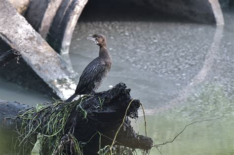 Where Have The Birds Gone On Declining Urban Bird Diversity Current
