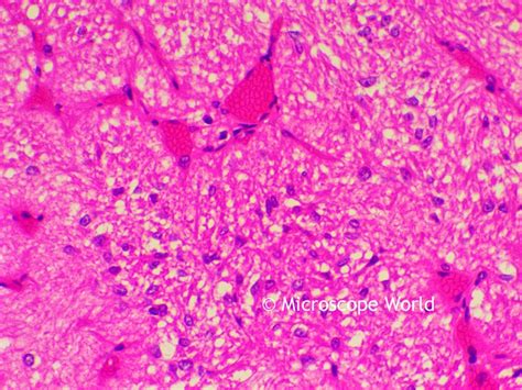 Microscope World Blog Human Anatomy Under The Microscope