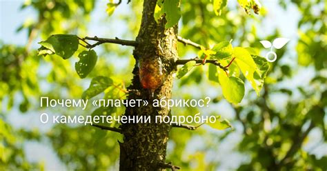 Почему «плачет» абрикос? О камедетечении подробно. Фото — Ботаничка