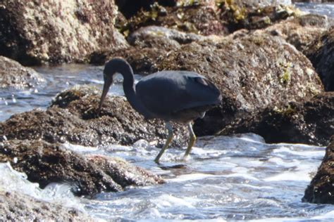 真鶴半島で野鳥観察ミキティTのブログ