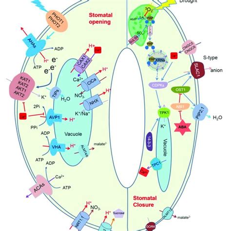 Pdf Roles Of Chloroplast Retrograde Signals And Ion Transport In