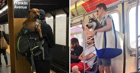 23 Weird Images From New York City Subway Hello Big Apple