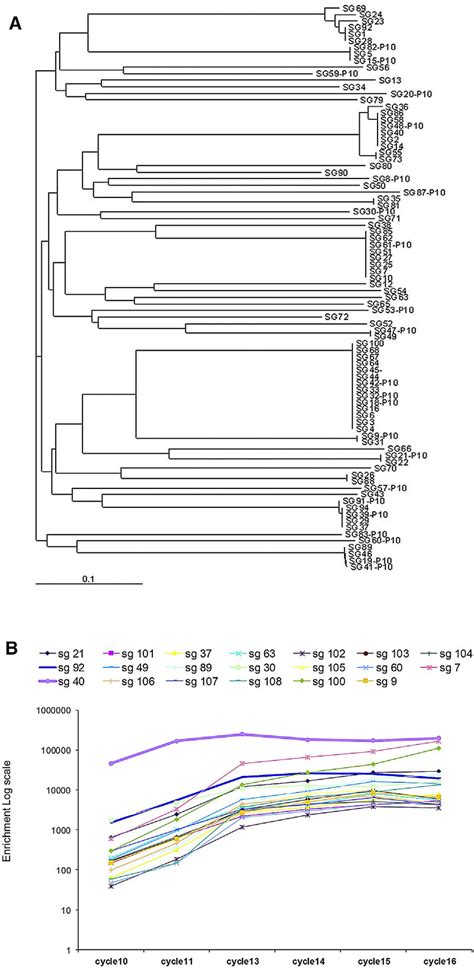 gsc aptamer selection a the random regions of all the sequenced