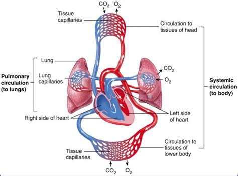 Pulmonary Circulation And Systemic Circulation Diagram Diffe