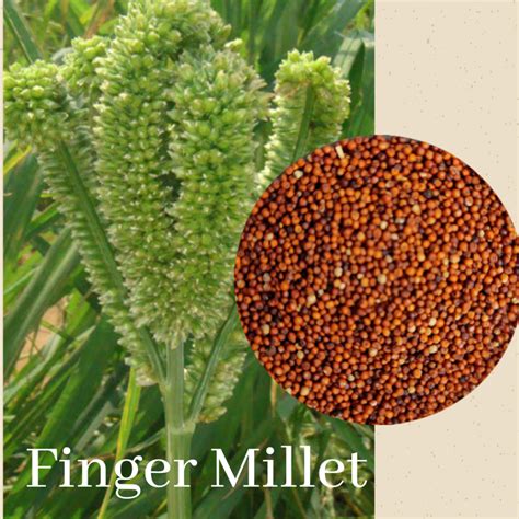 Millet Local Varieties At Bobbie Browne Blog