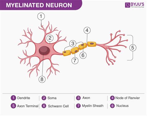 Nerve Cell Drawing Without Label