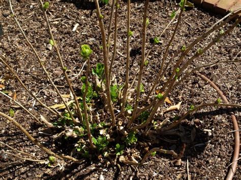 How To Prune Hydrangea Bushes Hydrangea Macrophylla Or Mophead