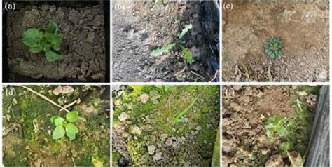 Examples Of Lettuce And Weed Images A An Example Of Lettuce B An