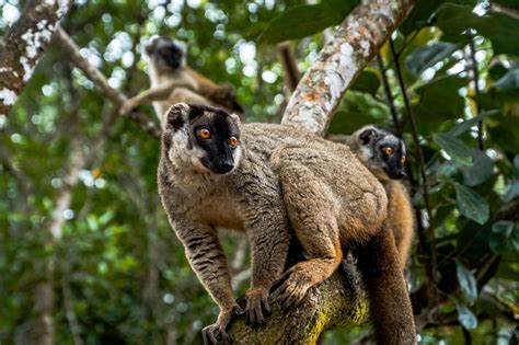 A La Rencontre Des Lémuriens De Madagascar