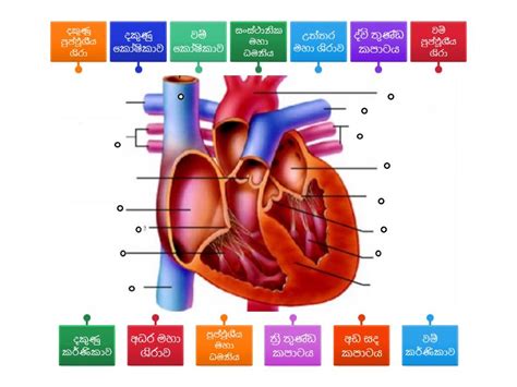 හදවතේ කොටස් හදුනා ගනිමු Labelled Diagram