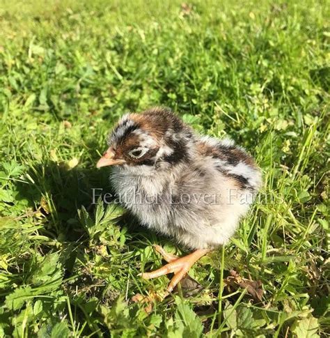 Silver Laced Barnevelder Chickens For Sale Feather Lover Farms