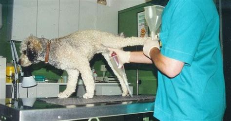 Guiam La Guia Completa De La Mascota ¿bancos De Semen Canino