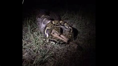 Python Kills Impala Youtube