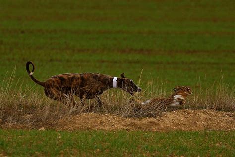 Galgos Que Han Sufrido Maltrato O Abandono FOTOS