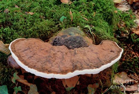 Artists Fungus Ganoderma Applanatum Photograph By John Wright