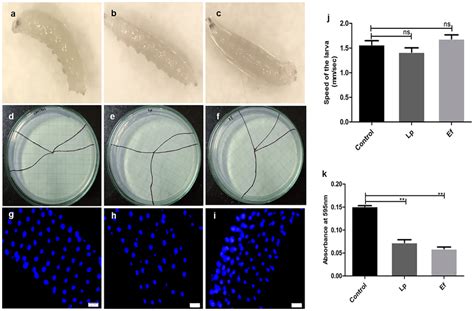 Trypan Blue Staining—control A Lp B Ef C Larva Crawling
