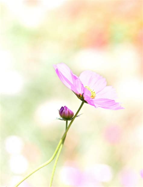 秋桜 GANREF