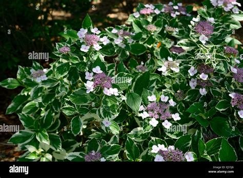 Hydrangea Macrophylla Mariesii Variegata Variegated Lacecap Purple Flowers Flower Folaige Leaves