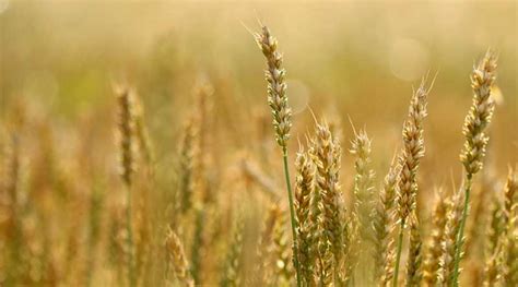 Kharif Crop Sowing Crosses 811 Lakh Hectare