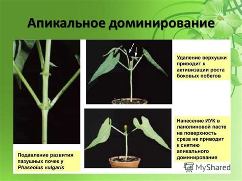 Презентация на тему: "Ауксины. Основные производные фенилуксусной и ...