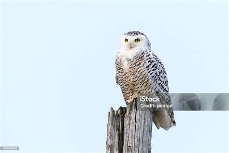 스노이 올빼미류 횃대에 앉기 Bubo Scandiacus 야생조류 캐나다 흰올빼미에 대한 스톡 사진 및 기타 이미지 흰올빼미