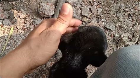 ছাগলের বাচ্চা কিভাবে দুধ পান করে দেখুন Youtube