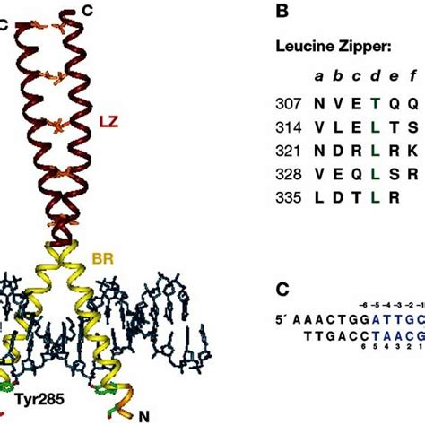 A Overall Structure Of The C Ebp Bzip Dna Complex Pdb Code 1nwq