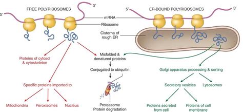 BIO 446L Cell Practice Questions Diagram Quizlet