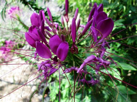 Violette Blume By Lmharden On Deviantart