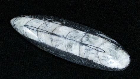 Polished Orthoceras Cephalopod Fossil For Sale 3749