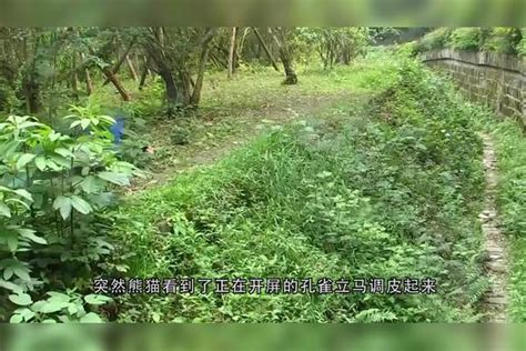 乌鸦偷薅熊猫毛，结果当场被抓，大熊猫开始上演“辣手摧鸟”熊猫毛大熊猫结果