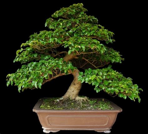 Ligustrum Japonicum или Бирючина Японская (семена)
