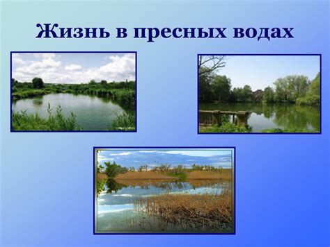 Презентация по окружающему миру Жизнь в пресных водах 4 класс
