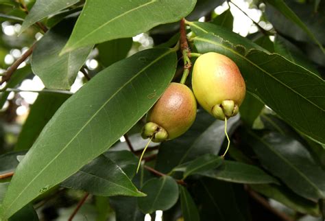 Jambo Syzygium Jambos