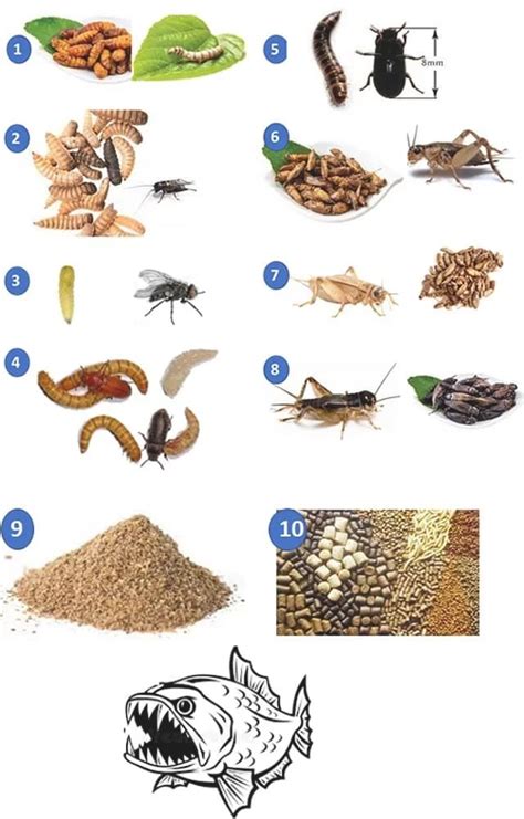 State And Trends Of Insect Use In Fish Feeding