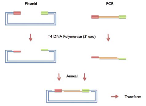 Lic Cloning Protocol Qb3 Berkeley