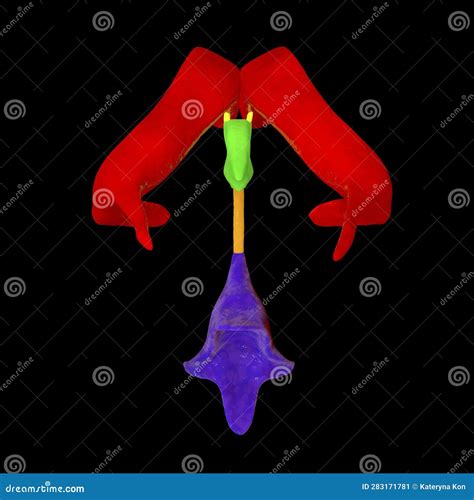 Ventricular System Of Brain 3d Illustration 285145558
