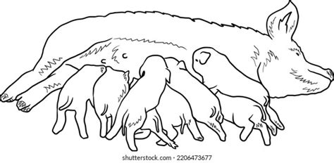 Mother Pig Piglets Feeding Isolated Realistic Stock Vector Royalty