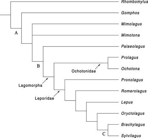 Hypothesis Of Relationships Of Lagomorphs And Stem Lagomorphs